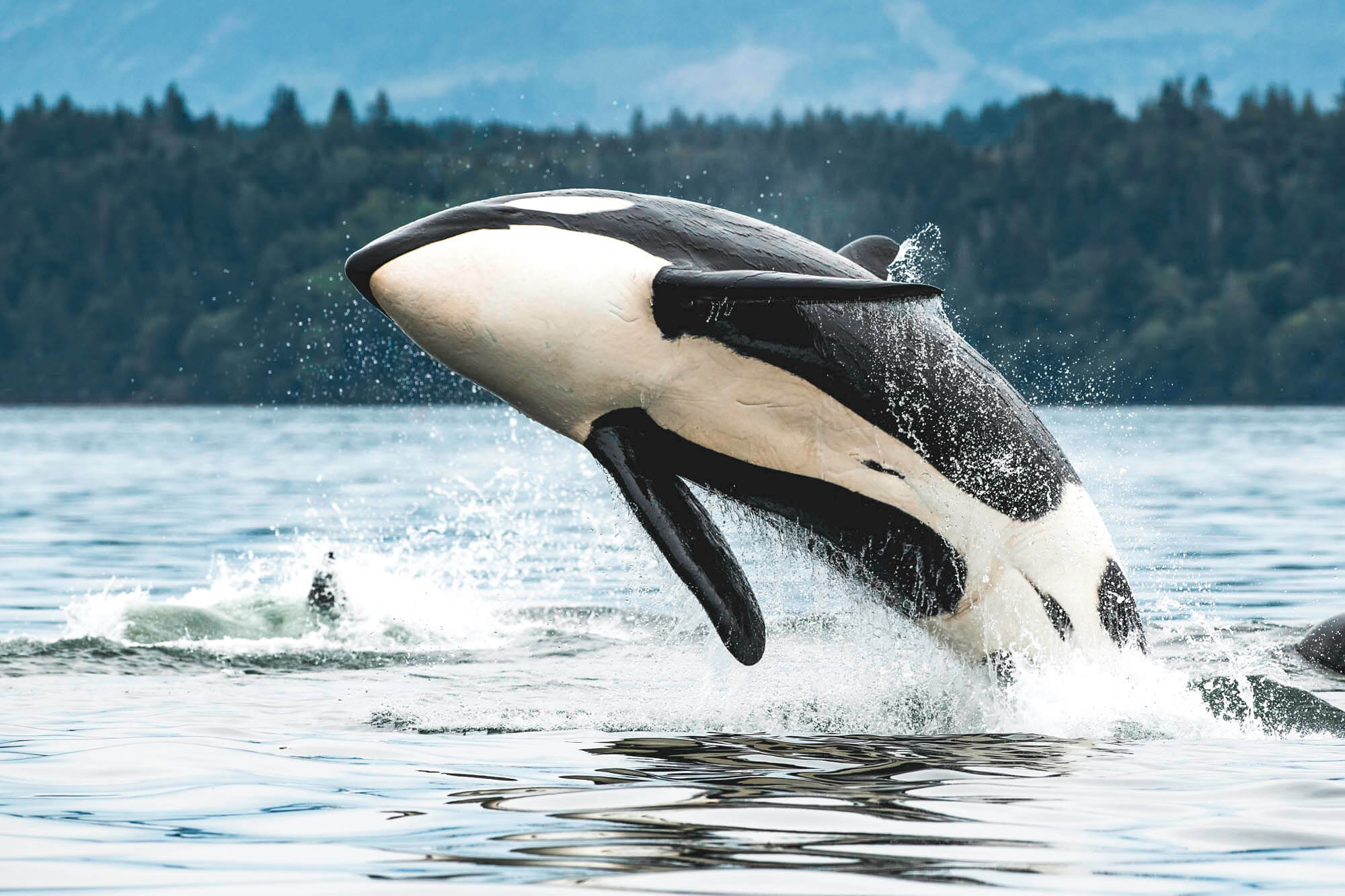 Orcas und Buckelwale vom Boot aus beobachten - Wildful Stories