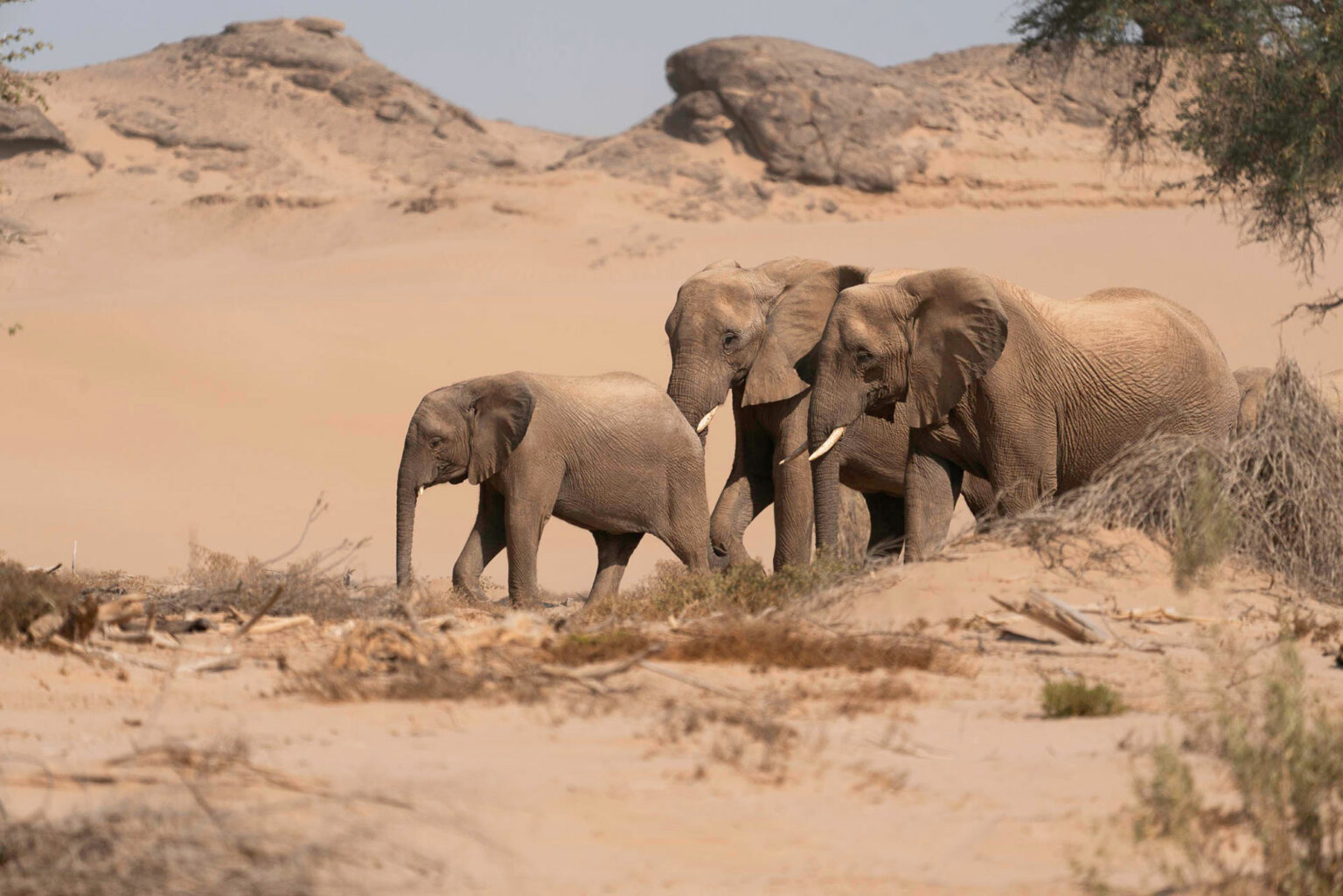 Wildtiere in Namibia: Wann und wo du sie am besten erleben kannst ...