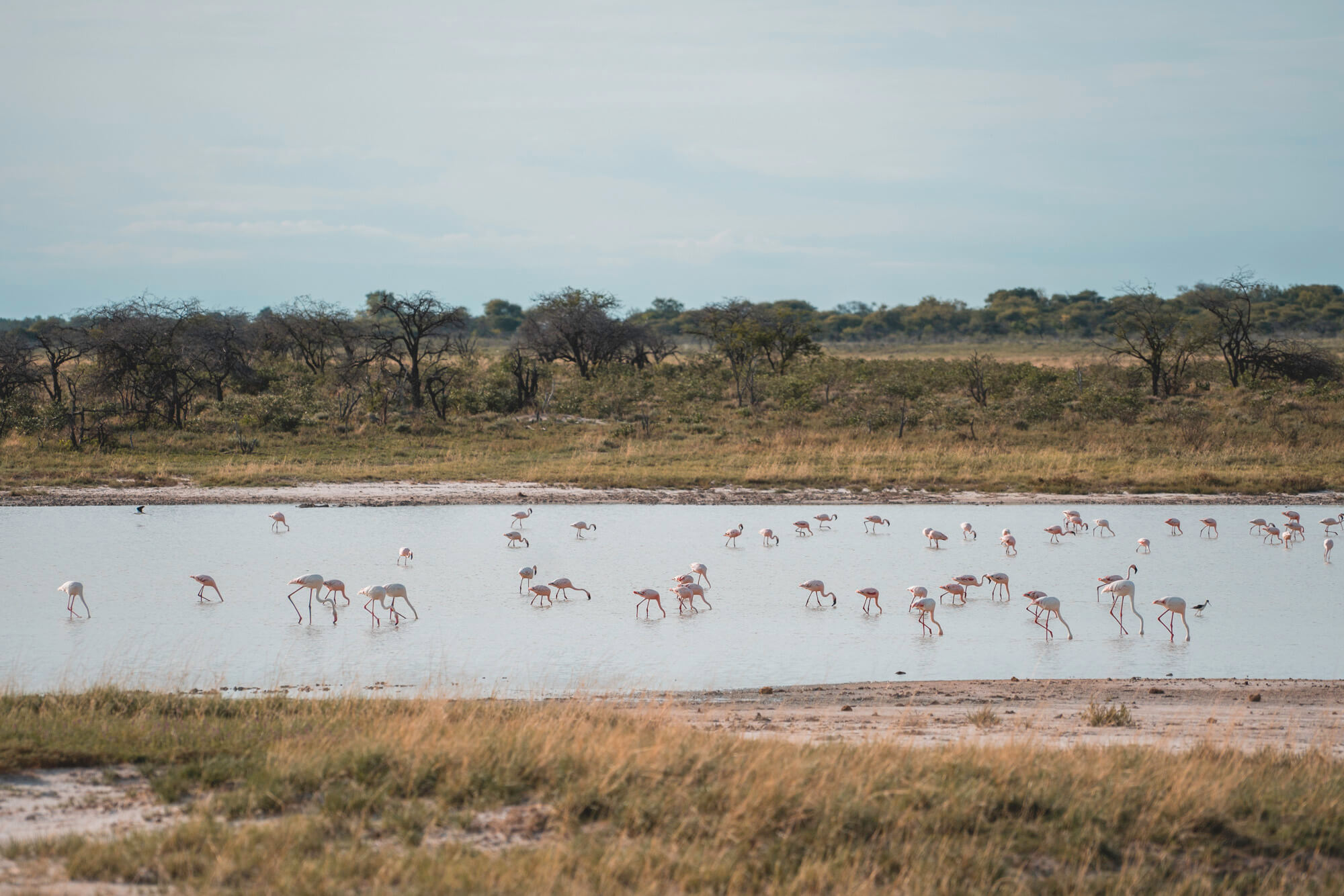 Fisher’s Pan - Etosha Nationalpark - Wildful Stories