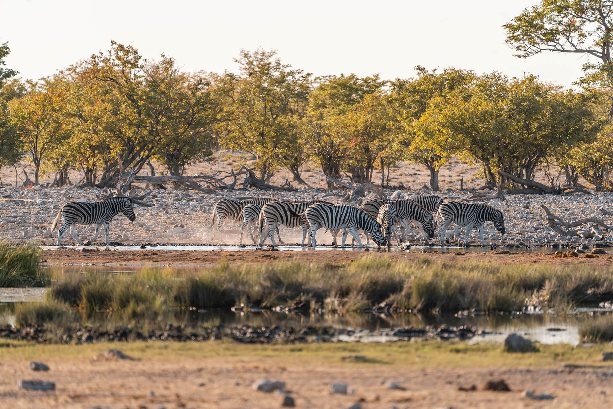 Rietfontein Wasserloch - Etosha Nationalpark - Wildful Stories