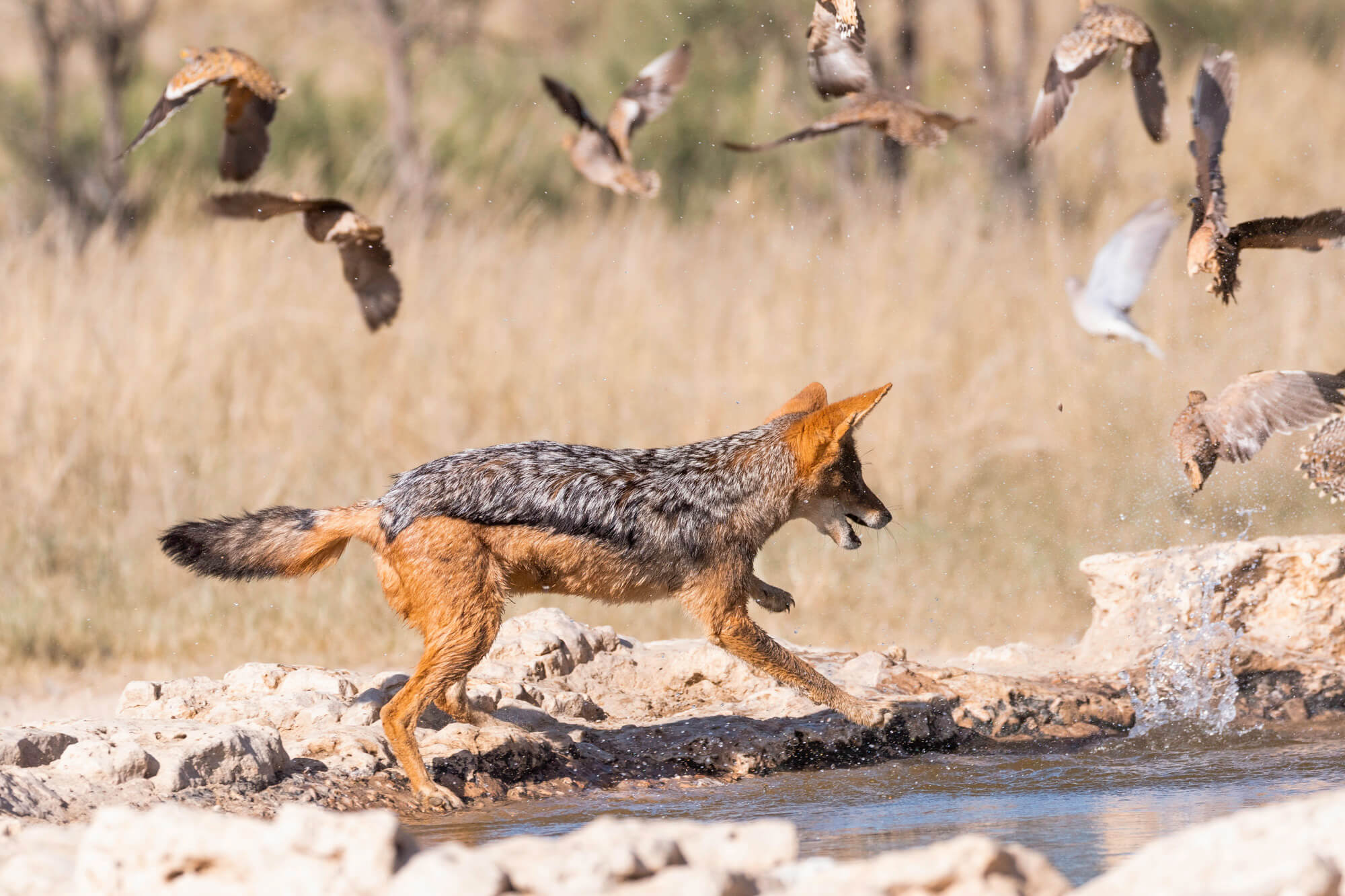 Cubitje Quap Wasserloch - Kgalagadi Transfrontier Park - Wildful Stories