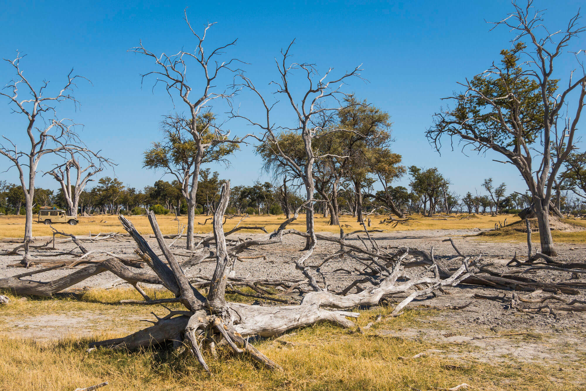 Dead Tree Island als Selbstfahrer erkunde - Moremi - Wildful Stories