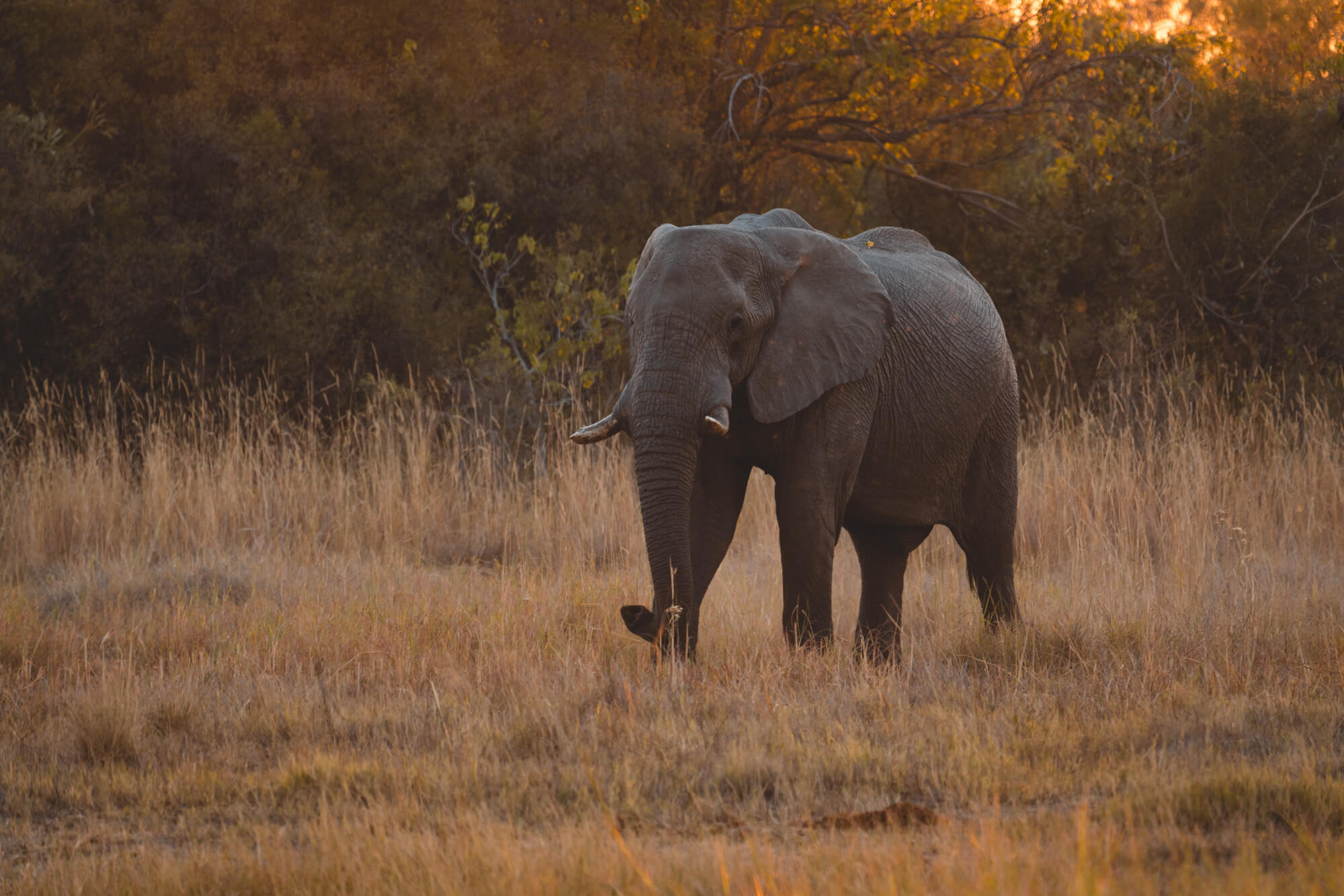 Magotho Campsite - Khwai Concession - Wildful Stories