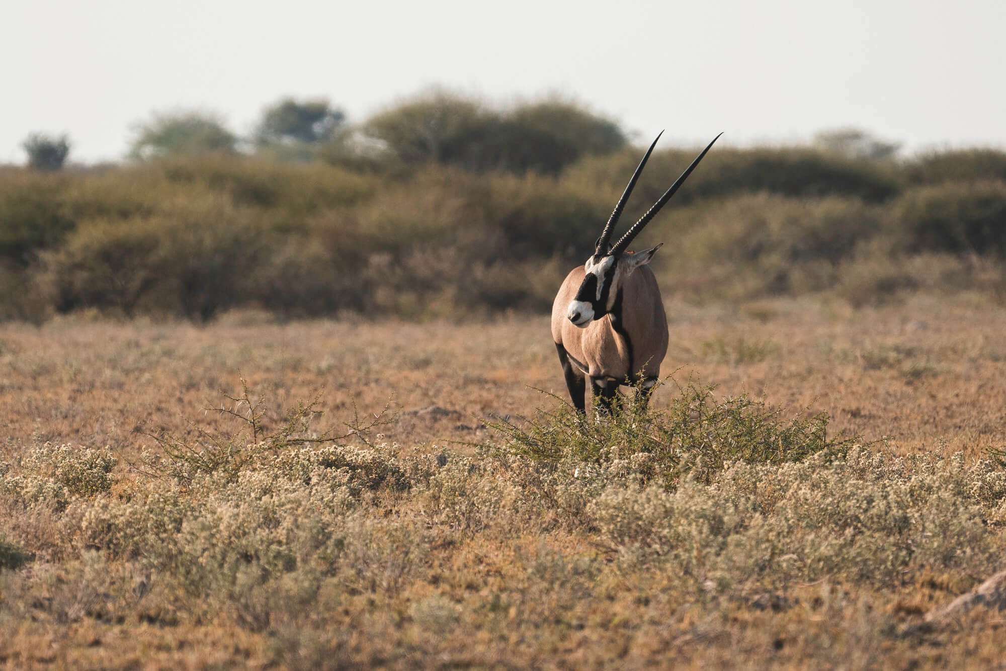 Phokoje Pan Campsite - Central Kalahari Game Reserve - Wildful Stories