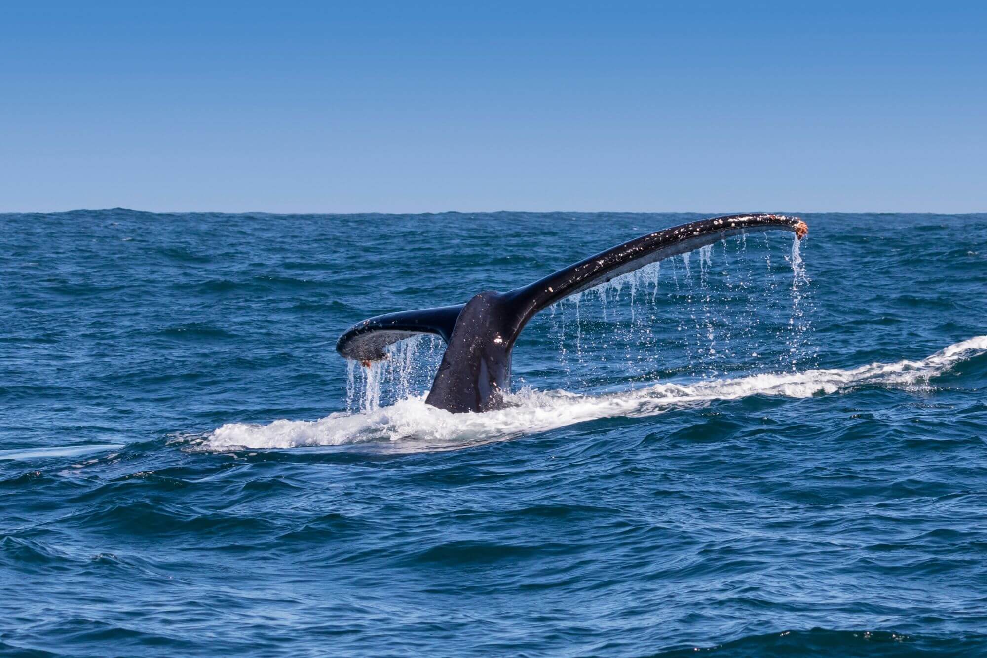 Whale Watching Tour in Knysna - Wildful Stories
