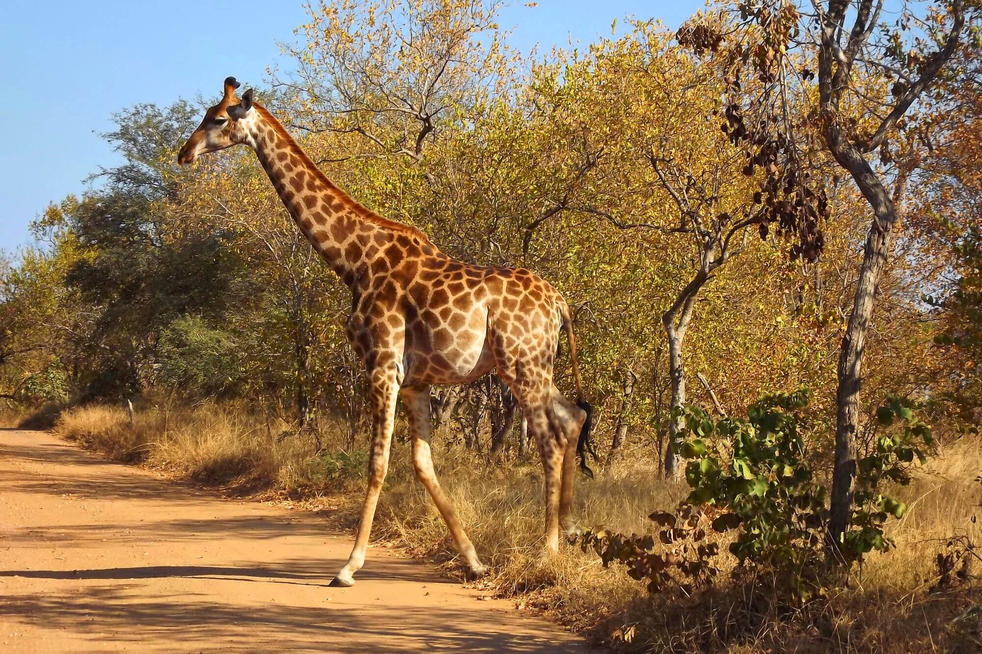Sunset Game Drive ab Skukuza Rest Camp - Wildful Stories