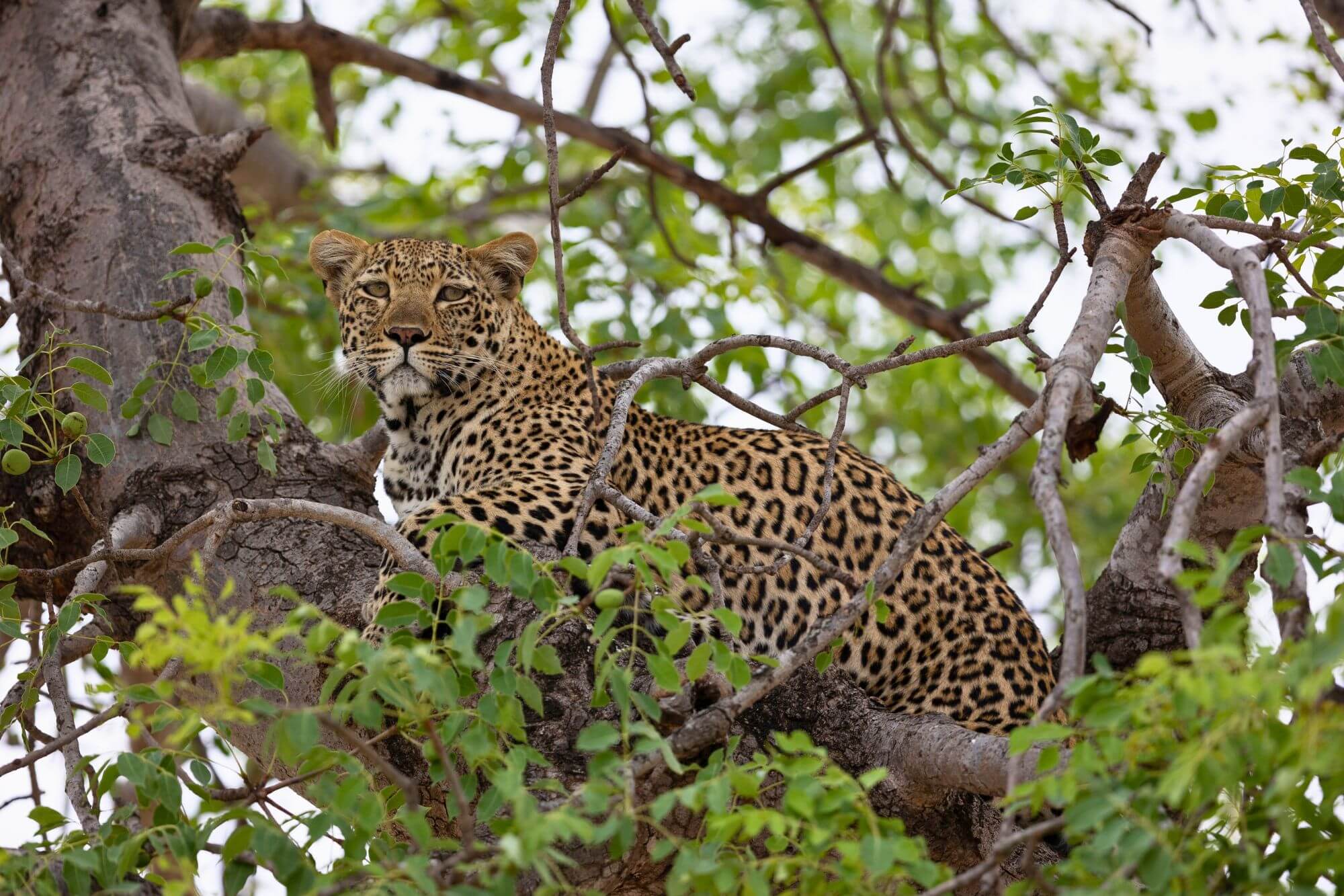 Sunset Game Drive ab Lower Sabie Rest Camp - Wildful Stories