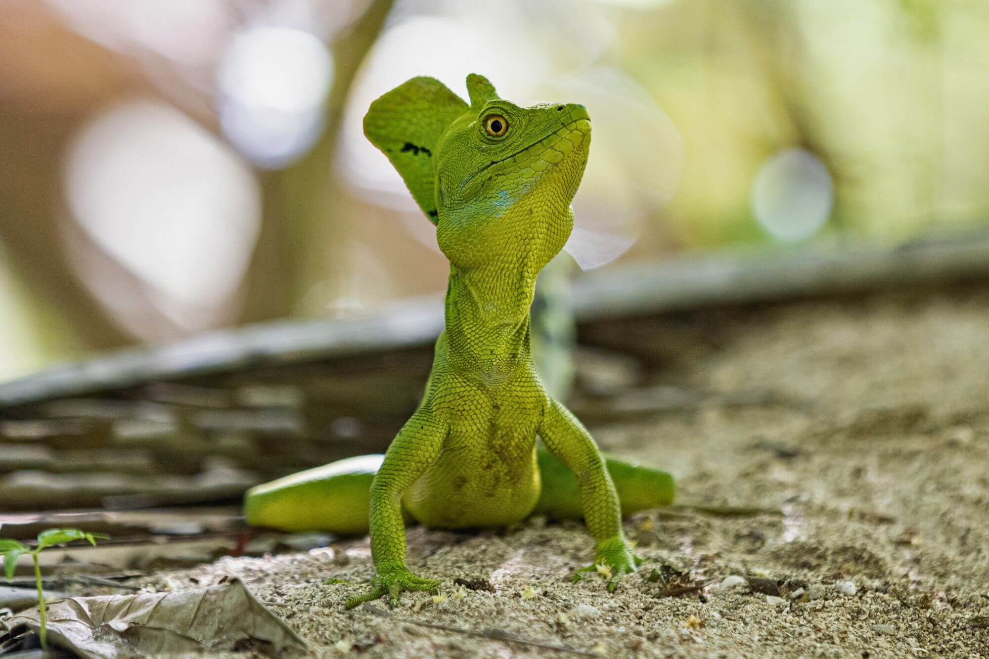 Entdecke den Basilisken beim Sonnen oder Sprint durchs Flachwasser ...